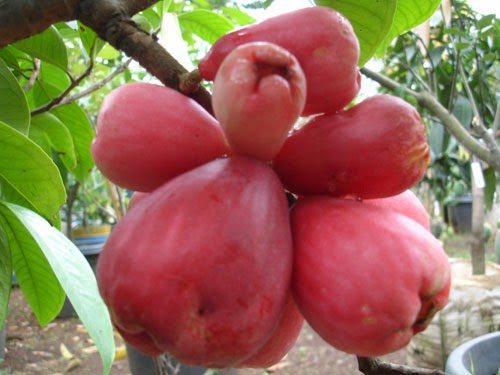 Tunas Harapan Nursery: JAMBU BOL