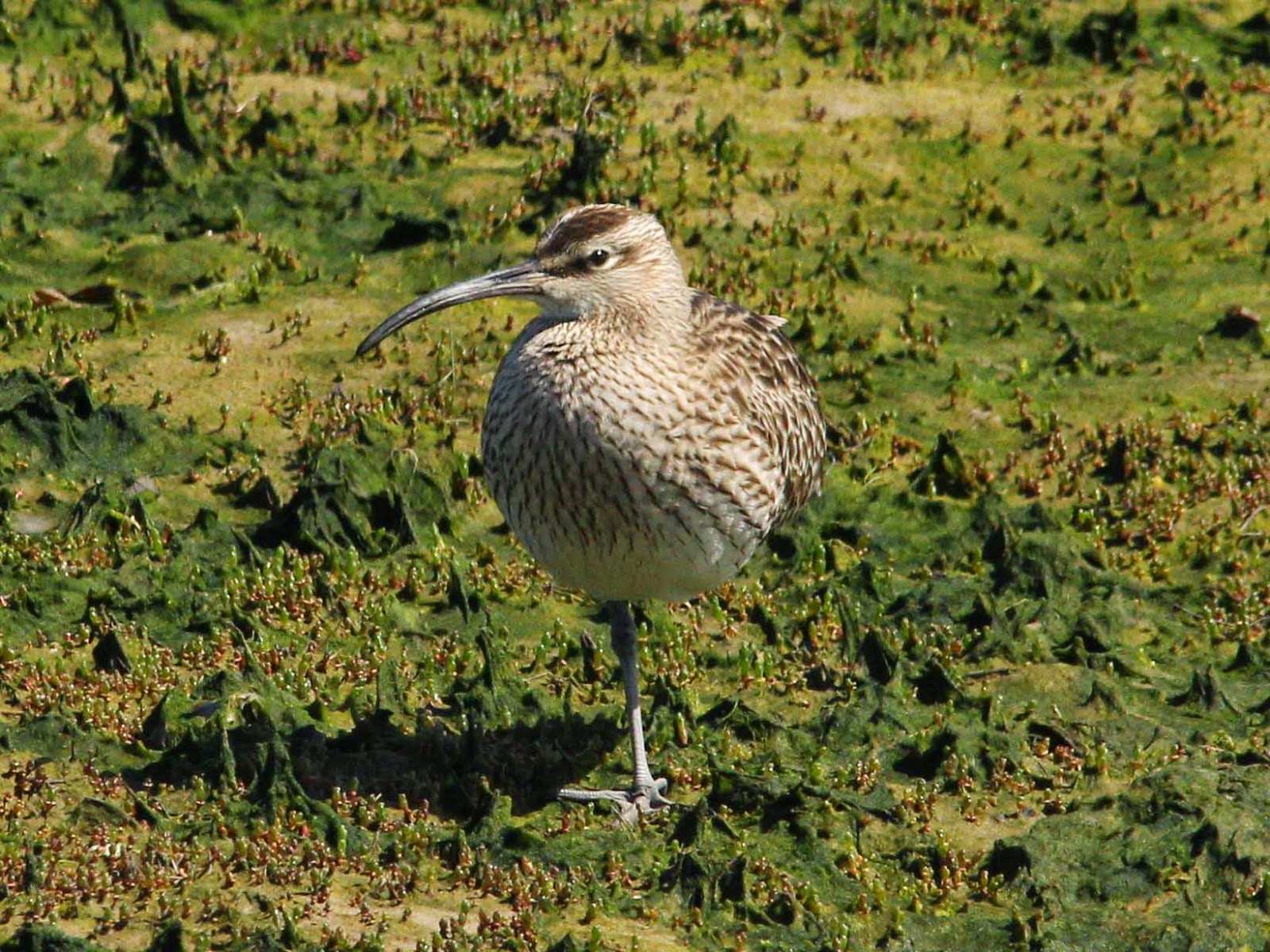 Pembrokeshire Birds: Whimbrel - Teifi Estuary