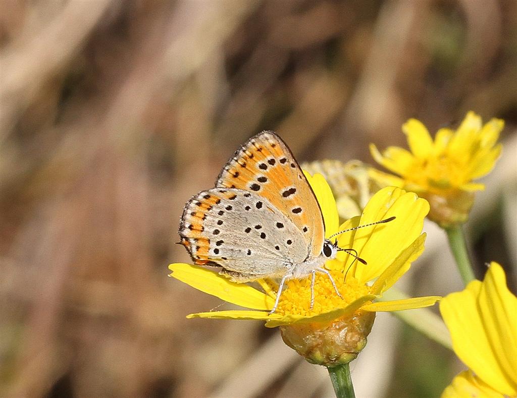 Michael Foley: Natural History ©: Cyprus butterflies - 2013