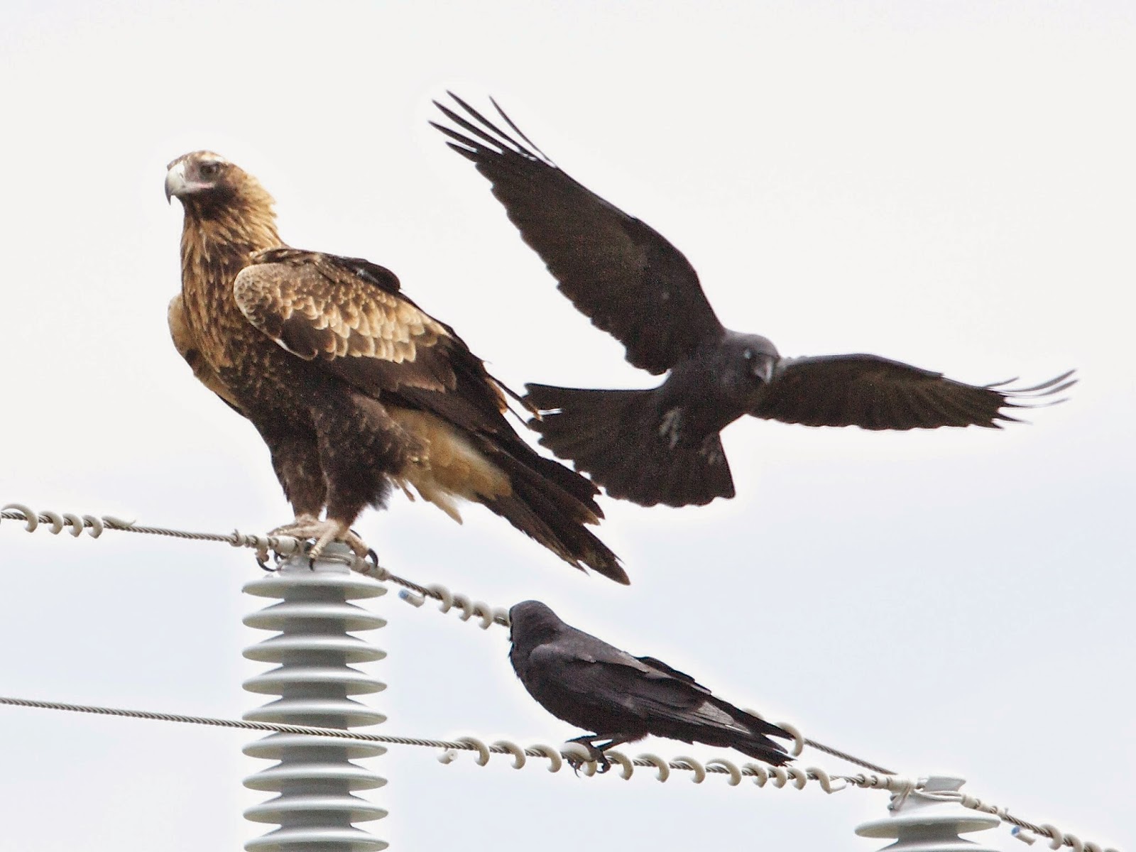 Avithera: Ravens v’s Eagle