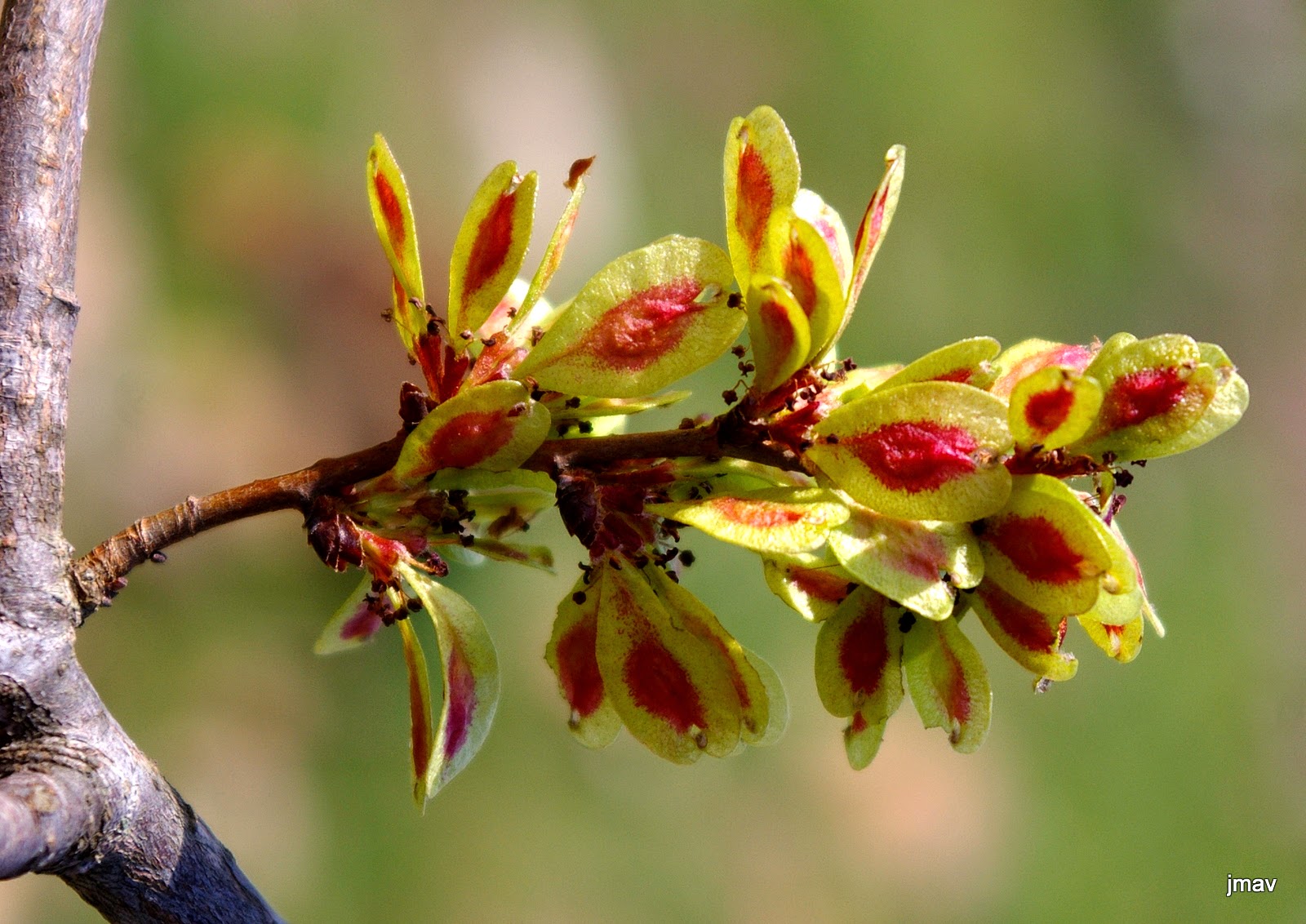 Entorno a Jerez: Olmos ibéricos y olmos gaditanosDe curiosidades ...