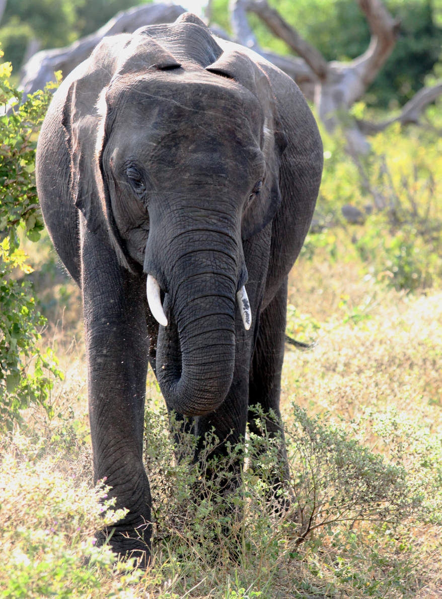 travelswithkathleen: Photographing elephants
