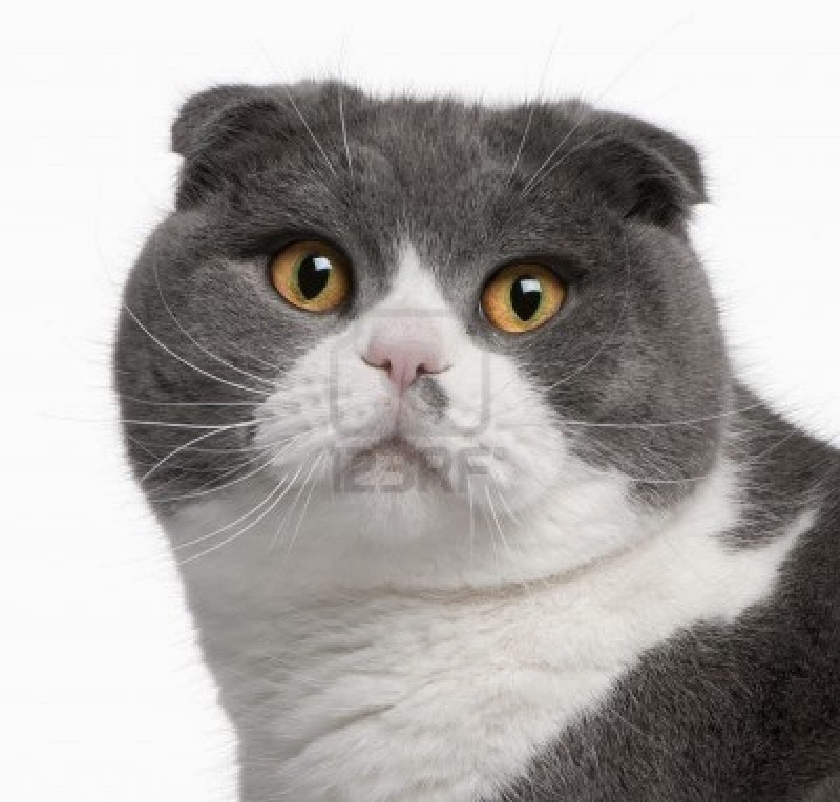 Kucing Scottish Fold ~ Tip dan Trik Merawat Hewan Peliharaan Dengan Baik