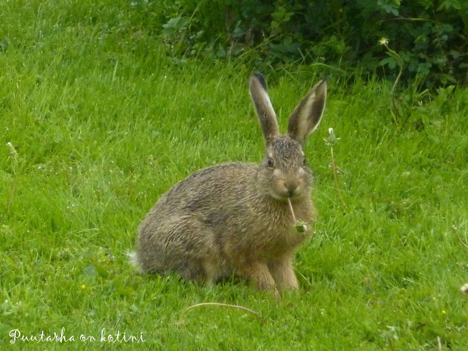 Puutarha on kotini: Pikku-pupu