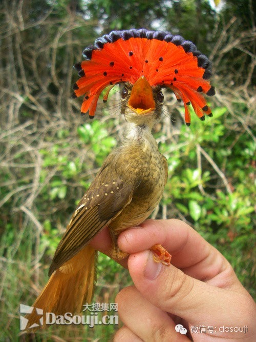 Tuấn Đoan: Những loài chim lạ - Exotic Birds
