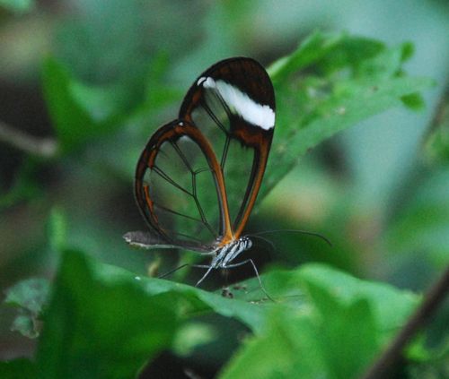 We Love Donegal Blog: DONEGAL ATTRACTIONS ~ TROPICAL WORLD