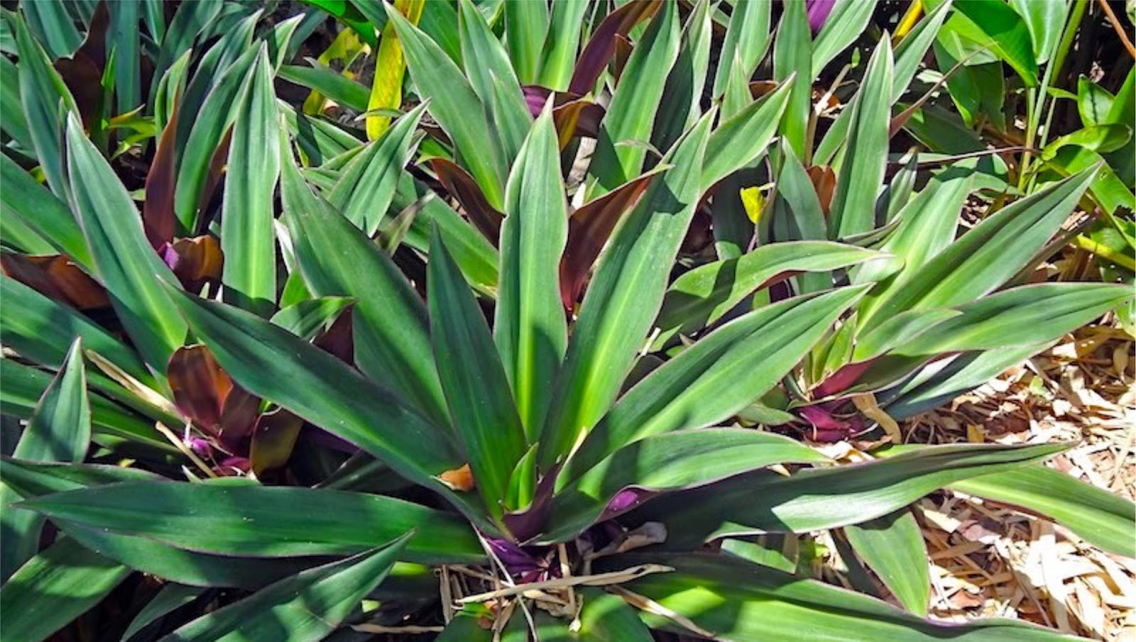 Abacaxi-roxo (Tradescantia spathacea) | VEGETAÇÃO URBANA PAISAGISMO