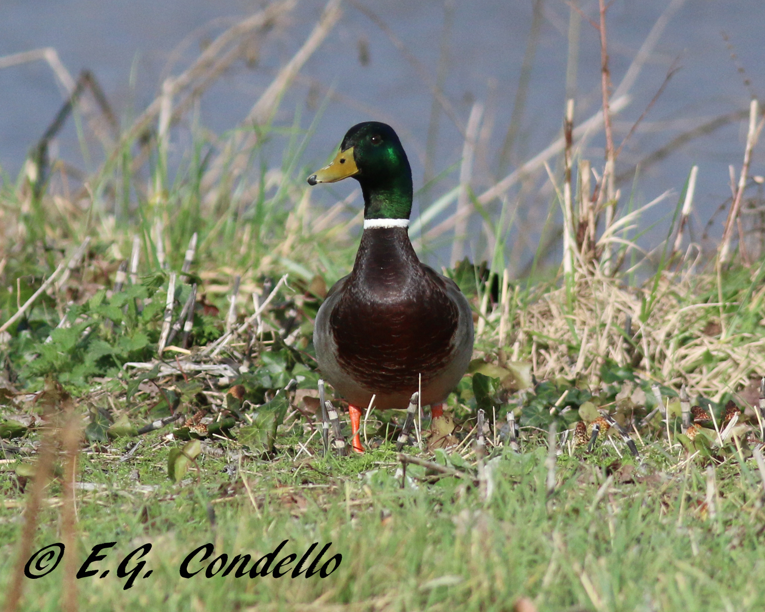 Germano reale (Anas platyrhynchos)