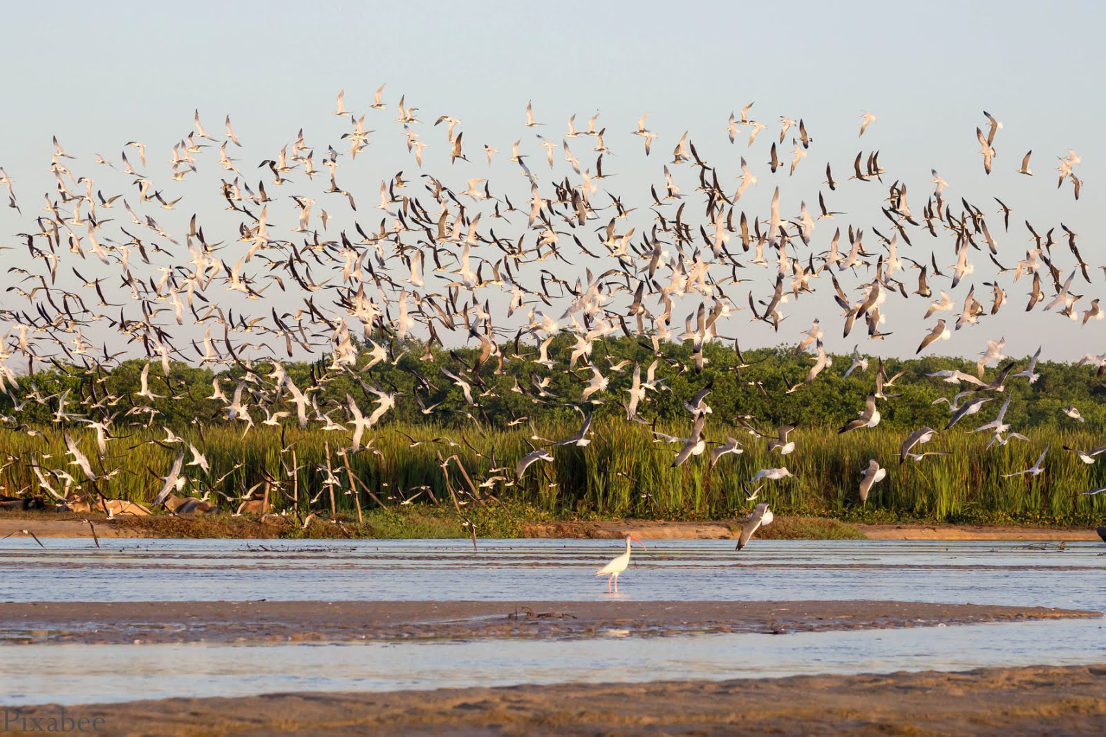 Como llegar a Mapastepec, Chiapas