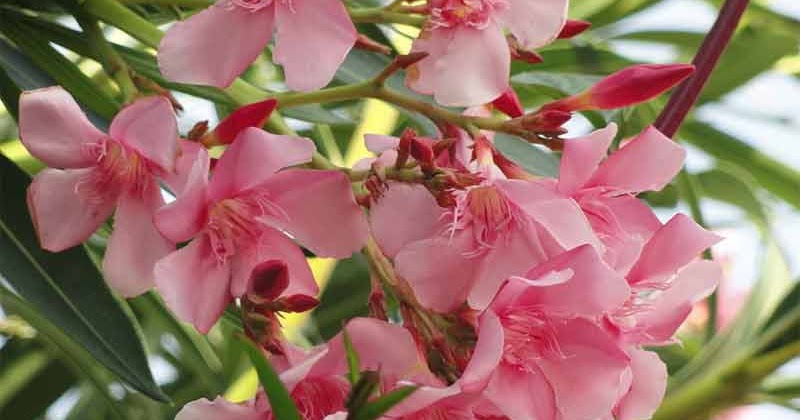 Karveer Vrat – Karvir Vrata - Dedicated to Surya and Kaner Plant - How ...