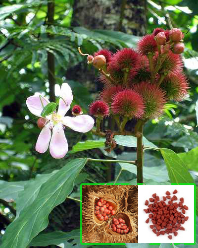 Annatto (Atsuete) recommended for heart diseases ~ Overcoming Diseases
