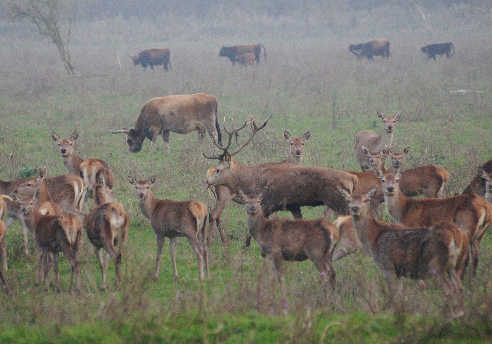 AMSTERDAMSE WATERLEIDINGDUINEN AWD: De Nieuwe Wildernis