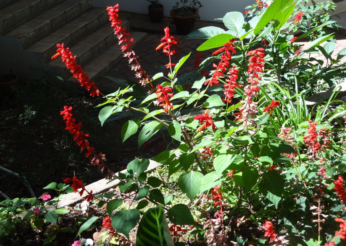 Tamilnadu Tourism: Tripurasundari Mahameru Temple, Nagalur, Yercaud
