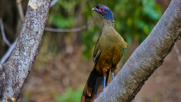 Nayarit: San Blas Nayarit