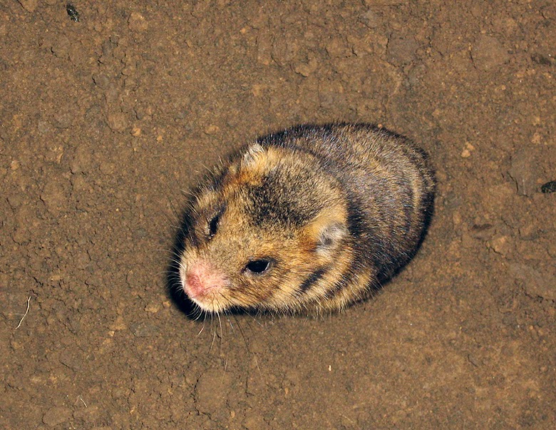 Endangered Animals in Transylvania