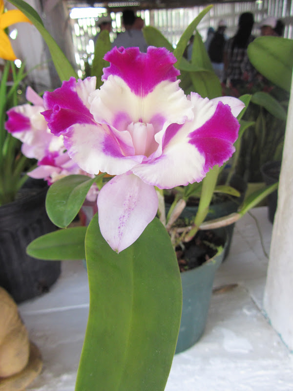 The Animals, The Rodeo, Plants and San Pedrano Sightings at the 2012 ...