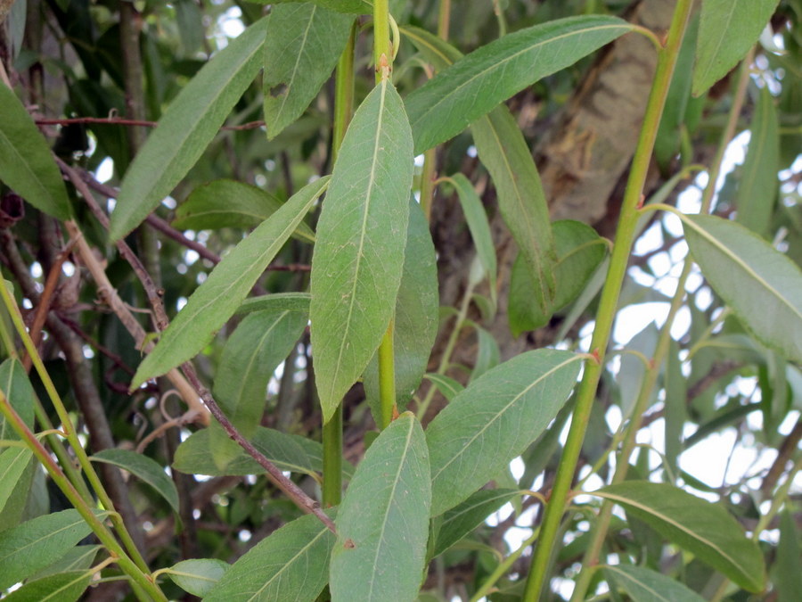 FLORA NEL SALENTO e.. anche altrove: Salix alba L - Salicaceae - Salice ...