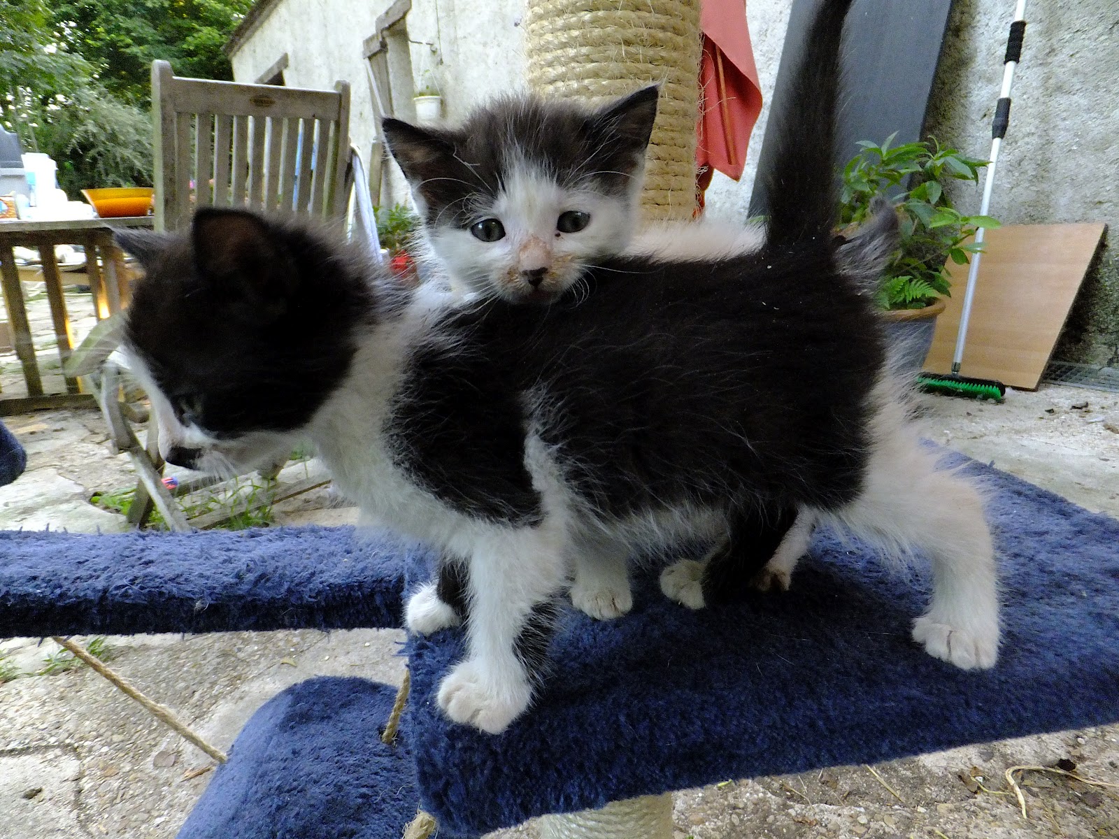 L'association Le chat des champs