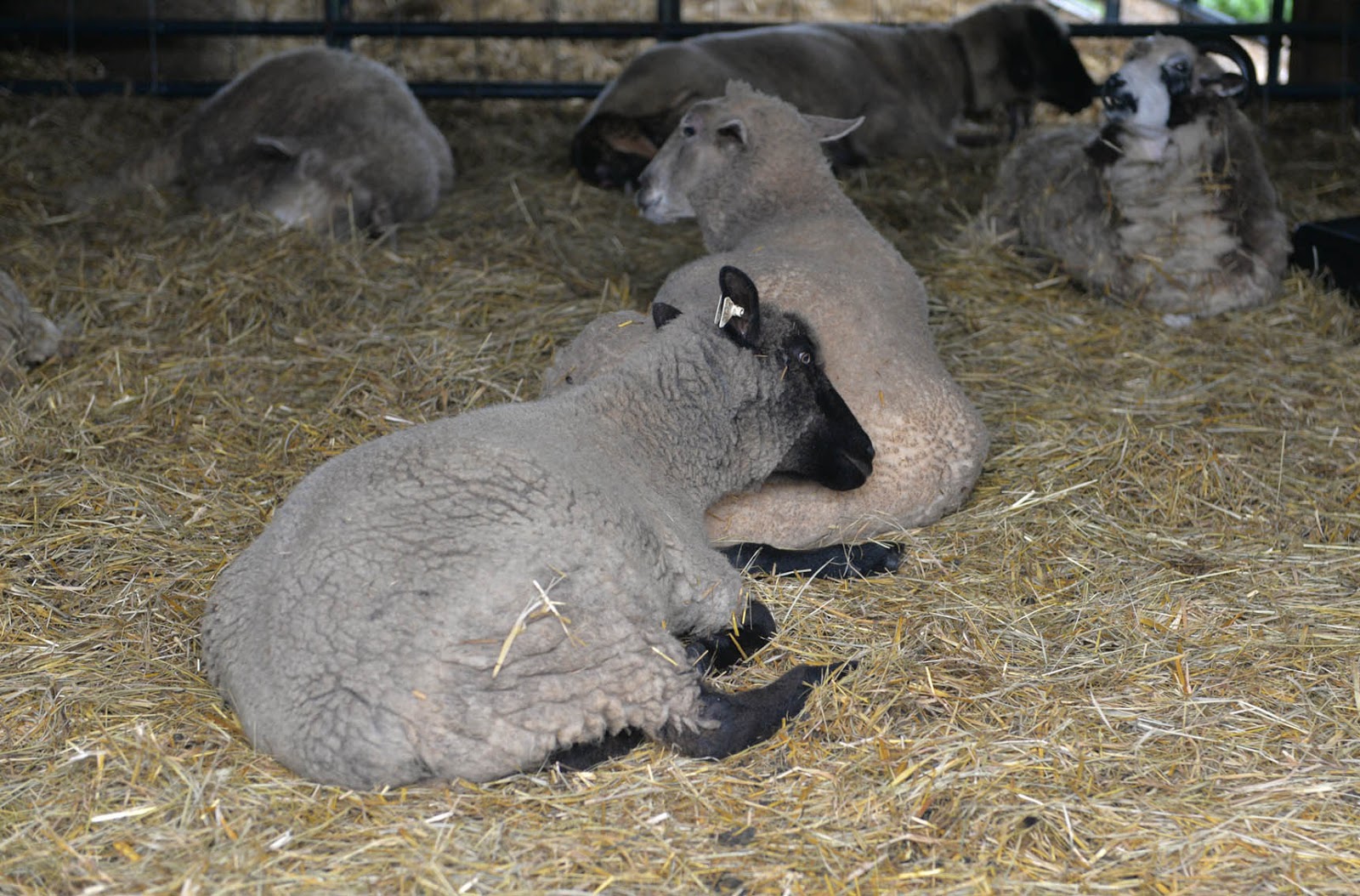 Punkin's Patch: Sheep Friends