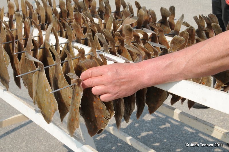 Jana around the world: Palingrokerij in Zoutkamp