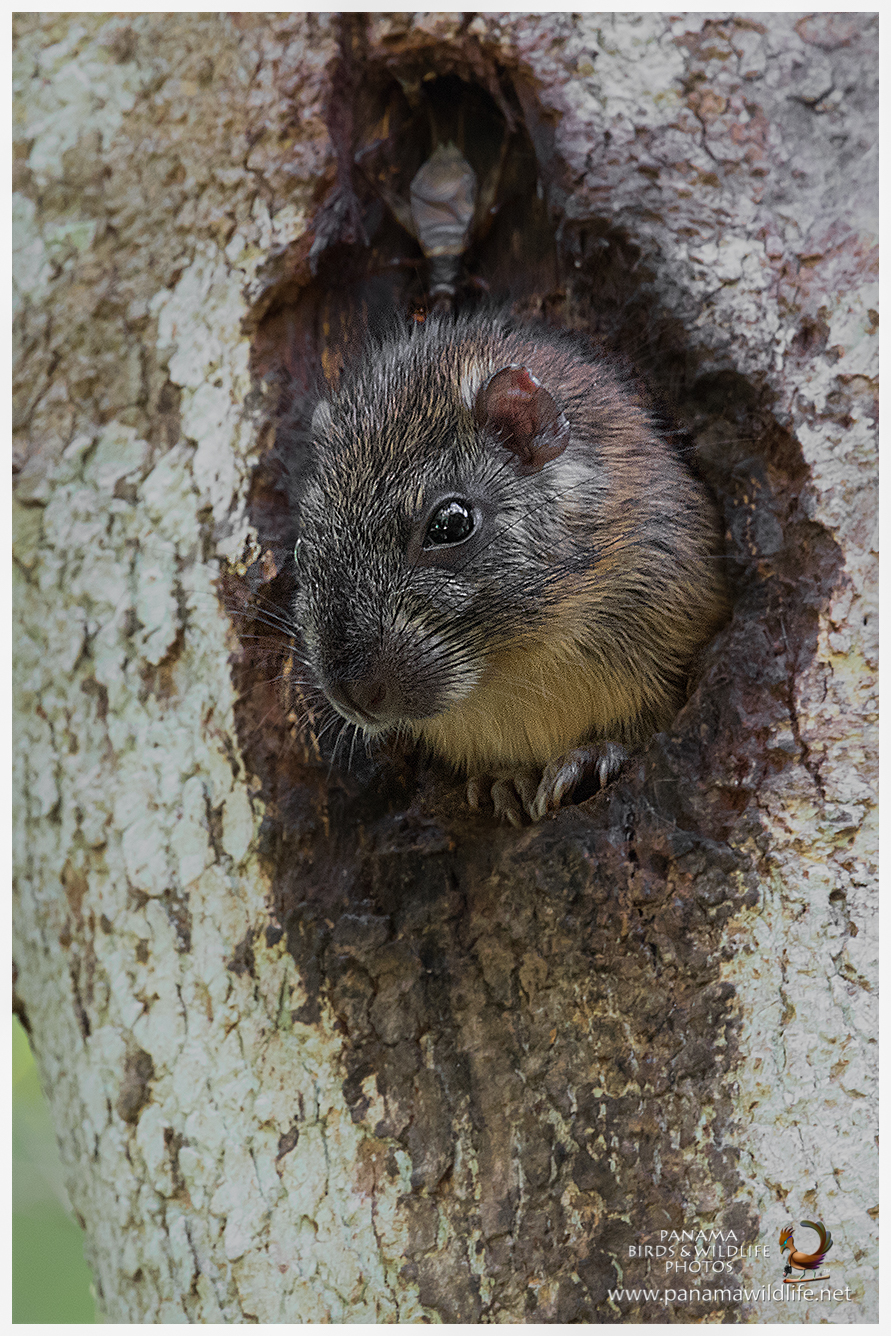Featured species: Rufous Soft-furred Spiny-rat (Diplomys labilis)