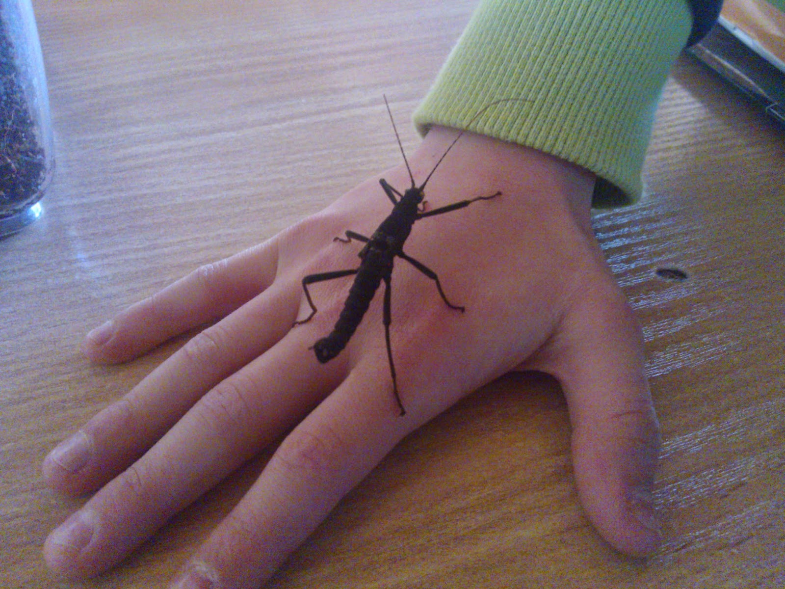 Świat przyrody: Nasz nowy kolega straszyk diabelski...