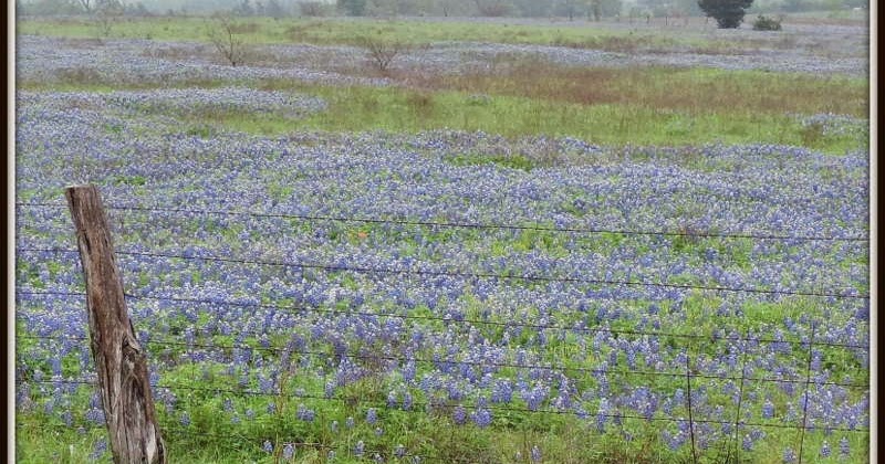 Meggie On The Prairie: Appreciating the Bluebonnets on Monday's Country ...