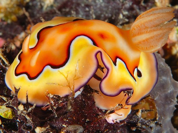 Most Amazing: Nudibranch