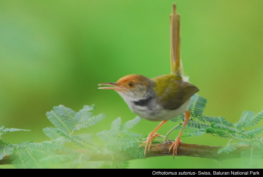 Mengenal Burung Prenjak