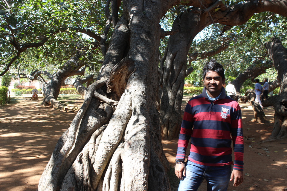 travel diaries: Pillala Marri (Banyan Tree) - 800 years and counting!