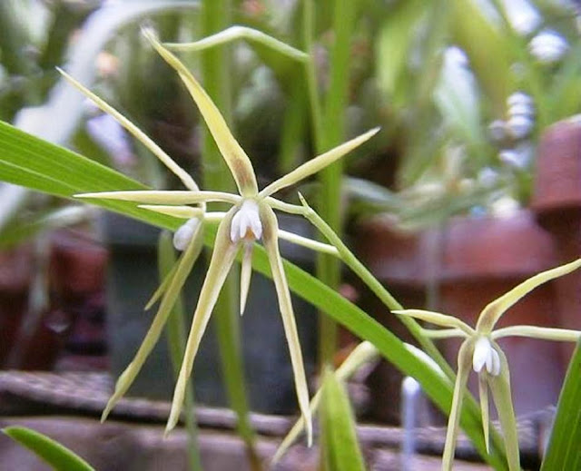 Prosthechea