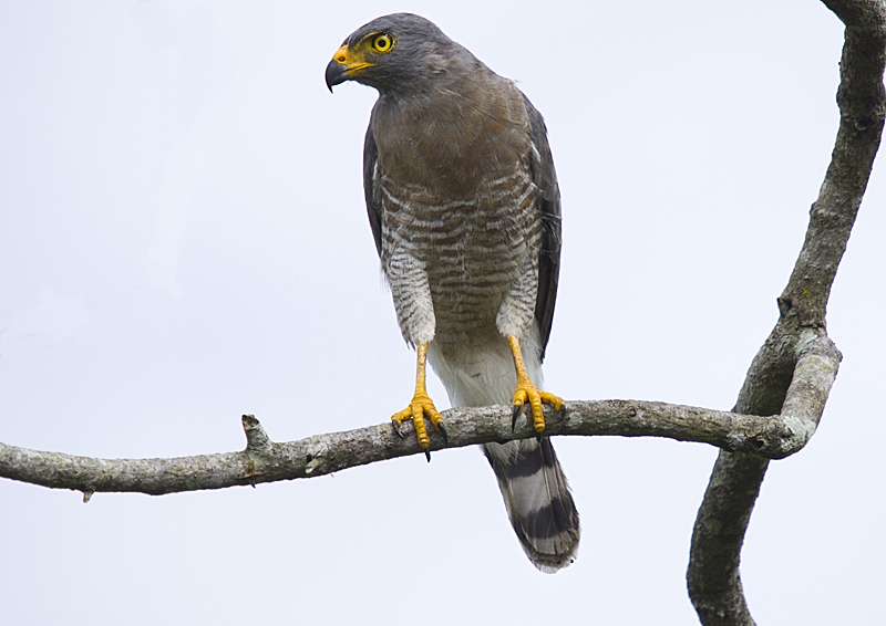 Pataki: Donde Fueron A Buscar Al Gavilán Para Hacer Ita ~ Orichas en ...