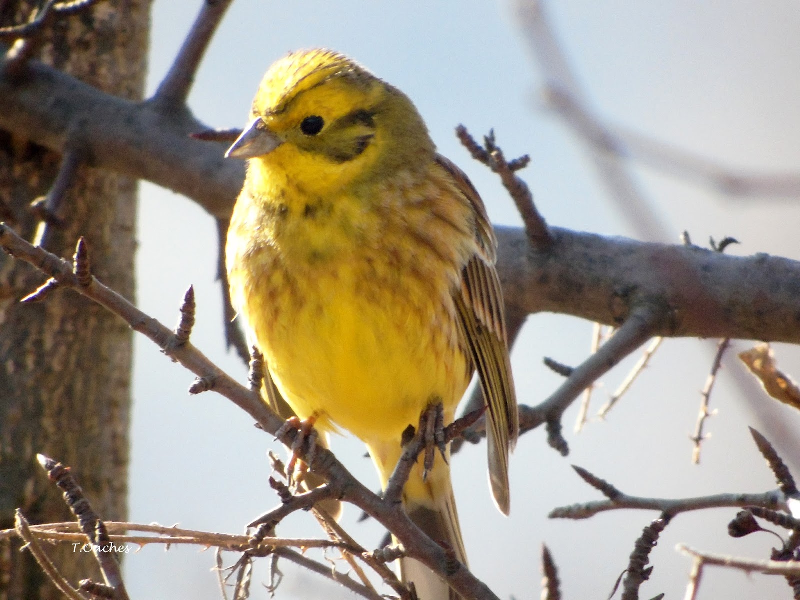 PASARI DIN ROMANIA: PRESURA GALBENA, Emberiza citrinella