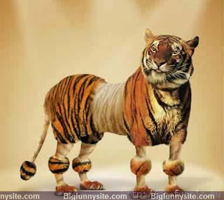 Comedy Plus: funny tiger.