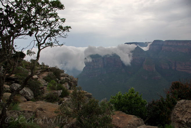 Coral Wild - A Safari Guides Diary: The Green Canyon