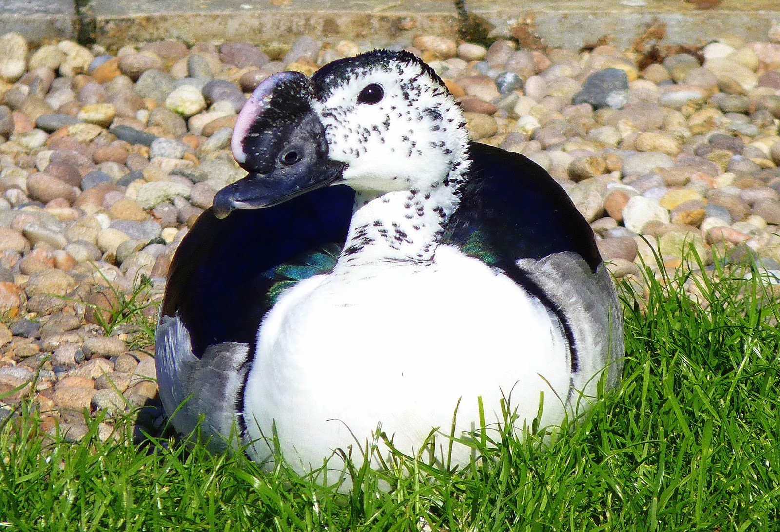 Birding For Pleasure: Baby Eider video