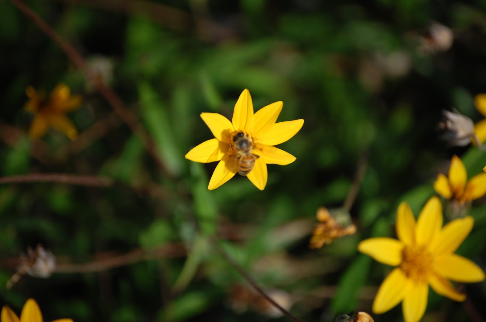 Friends of Hagerman National Wildlife Refuge: September Plant of the ...