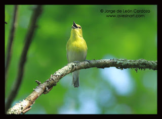 AvesInArt: Rex Brasher's bird art and birding Kent's River Road