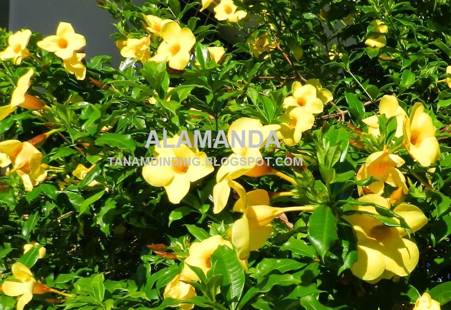 10 JENIS TANAMAN HIAS MERAMBAT DINDING - Vertikal Garden Makassar