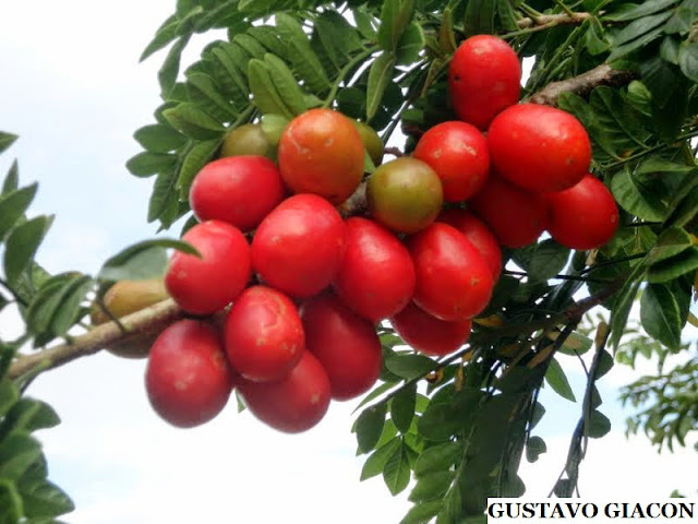 Viveiro Ciprest - Plantas Nativas e Exóticas: Seriguela ou Ciriguela ...