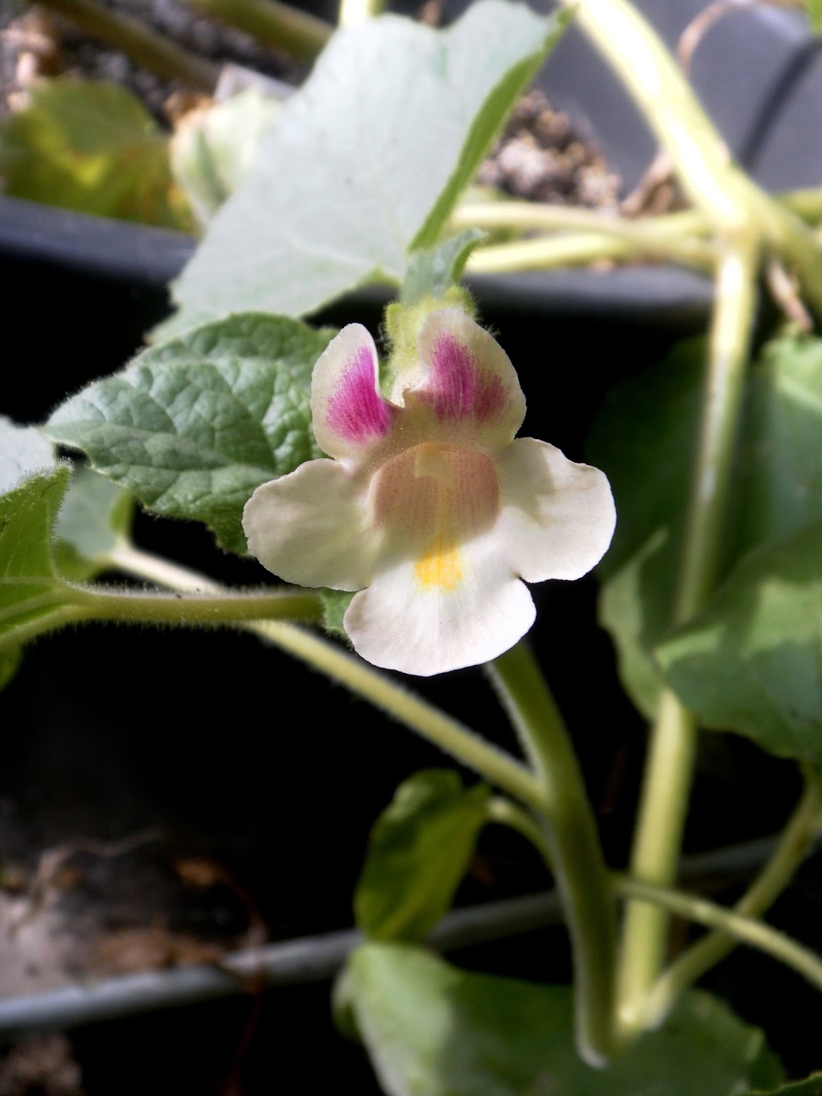 Scirpidiella's Plants: Devil's Claws (family Martyniaceae)