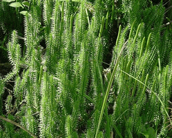 Talófitas, Briófitas e Pteridófitas