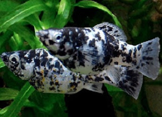 Cara Budidaya Ikan Molly Balon Hiasan Aquarium