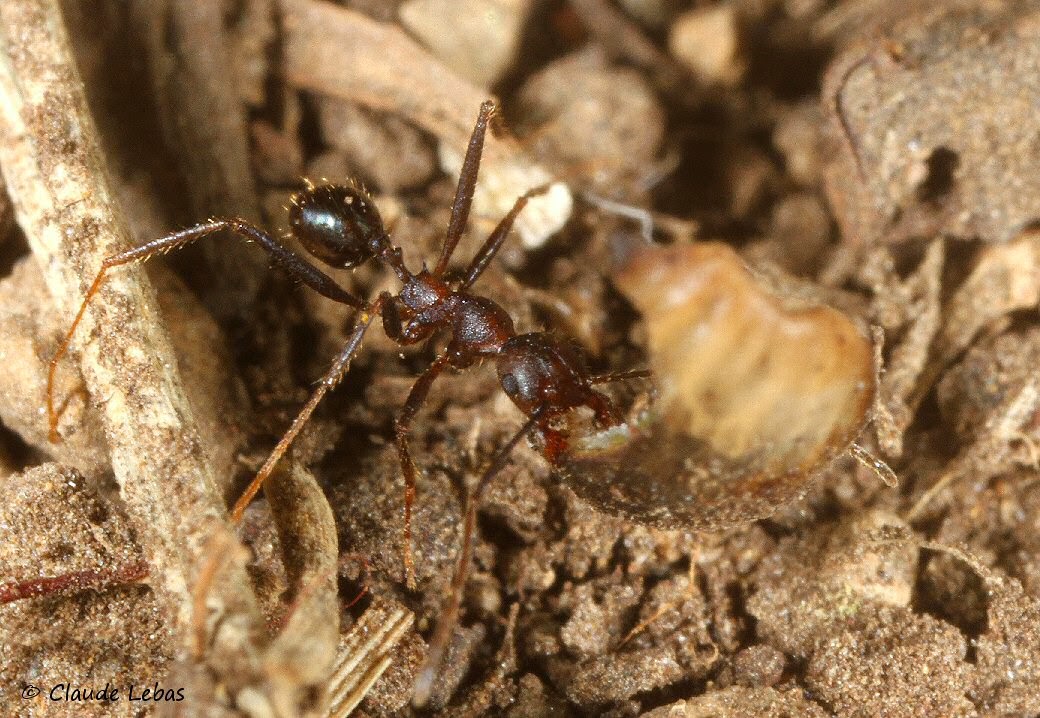 fourmis du Guatemala: Pheidole sp Antigua