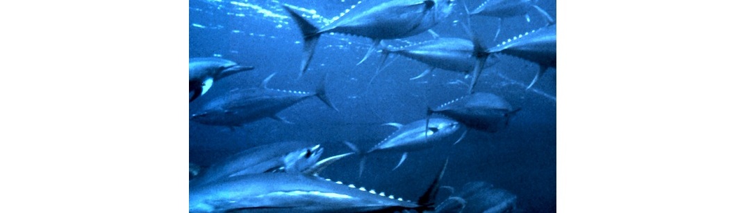 FOOD SCIENCE AND HUMAN NUTRITION: Moisture in fish