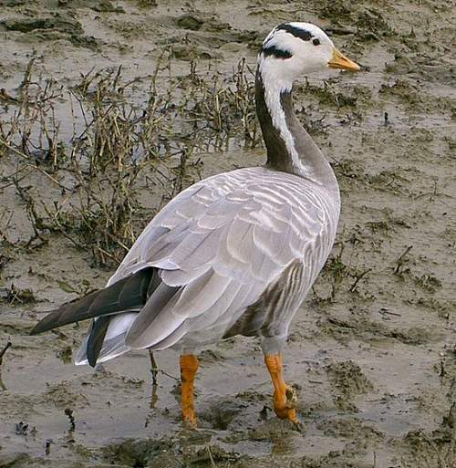 Bar-headed goose images | Birds of India | Bird World