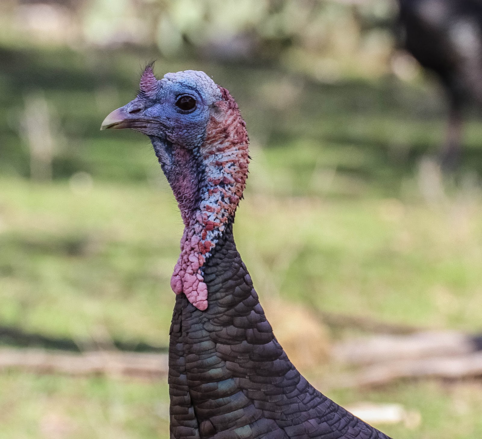 Cannundrums: Rio Grande Wild Turkey