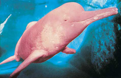 mídias na educação infantil: A lenda do boto