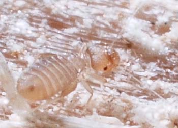 December 2012 - Insects Morphology