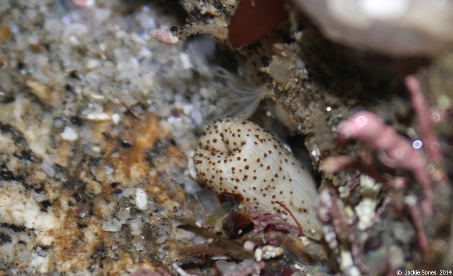 The Natural History of Bodega Head: Peanuts with chocolate chips